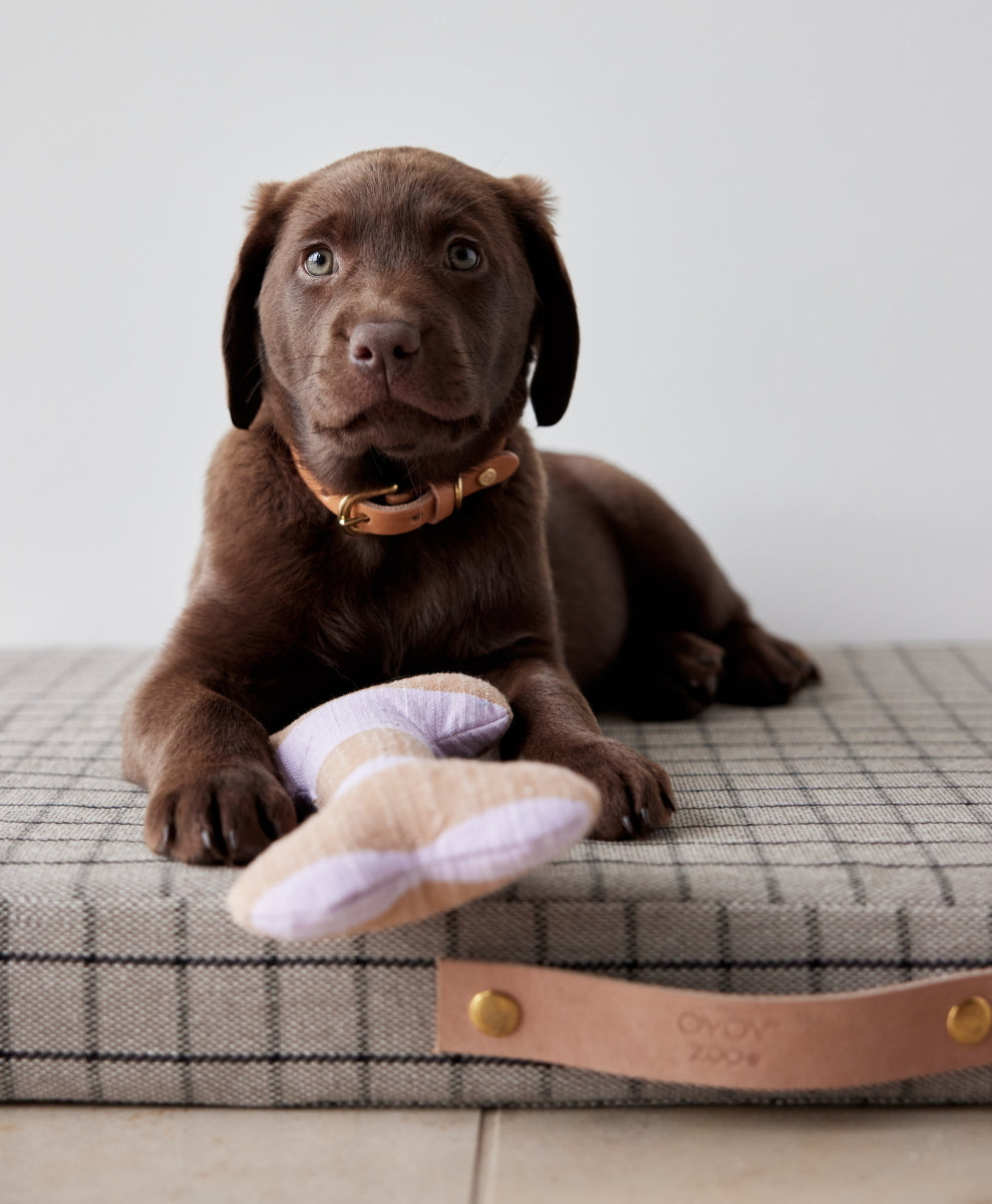 Nordic Fusion | OYOY Ashi Dog Toy Small – Nordic Fusion Store